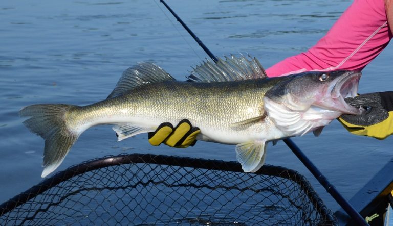 Pickerel vs Walleye: Setting the Record Straight - Northern Wilds Magazine