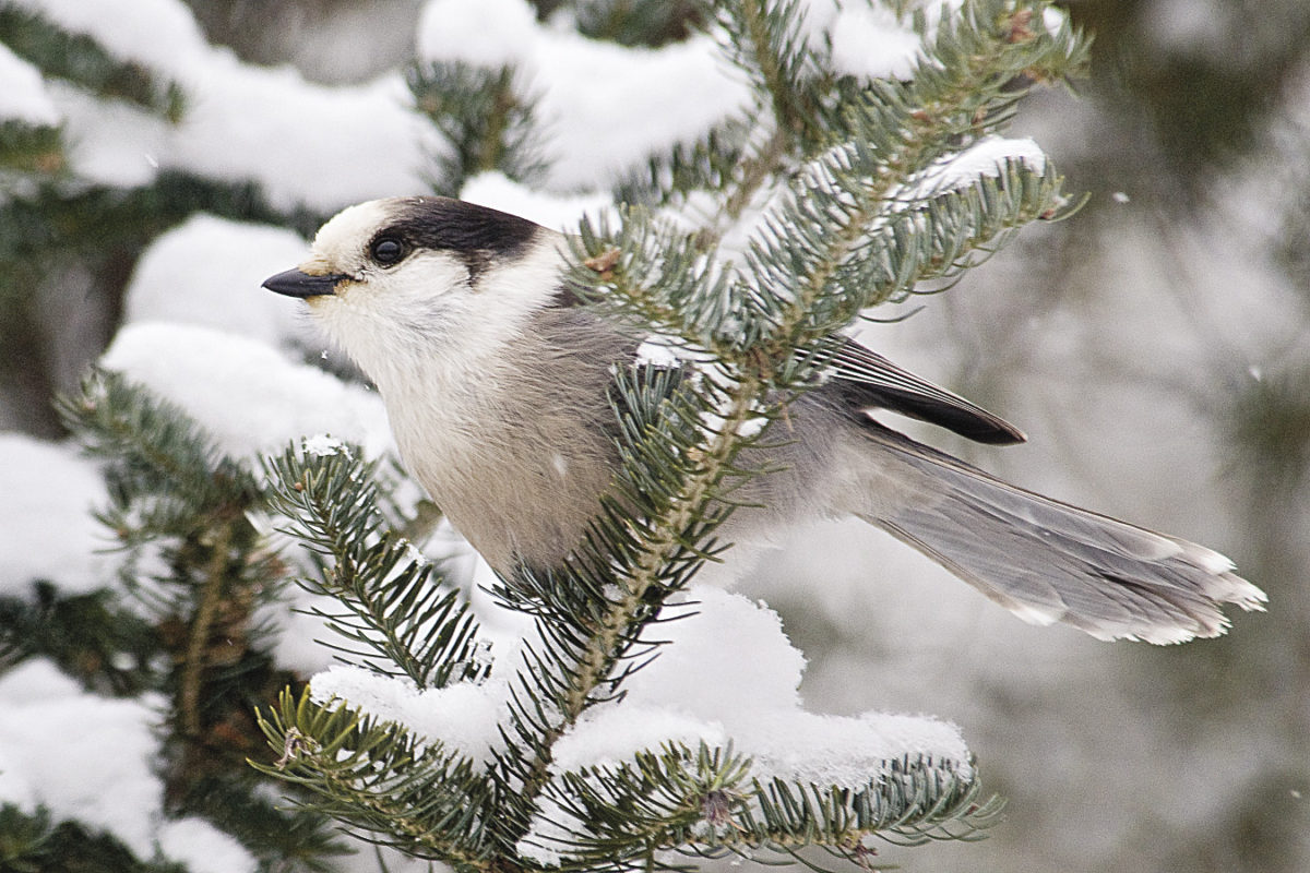 The Grey Jay: Canada's National Bird - Northern Wilds Magazine