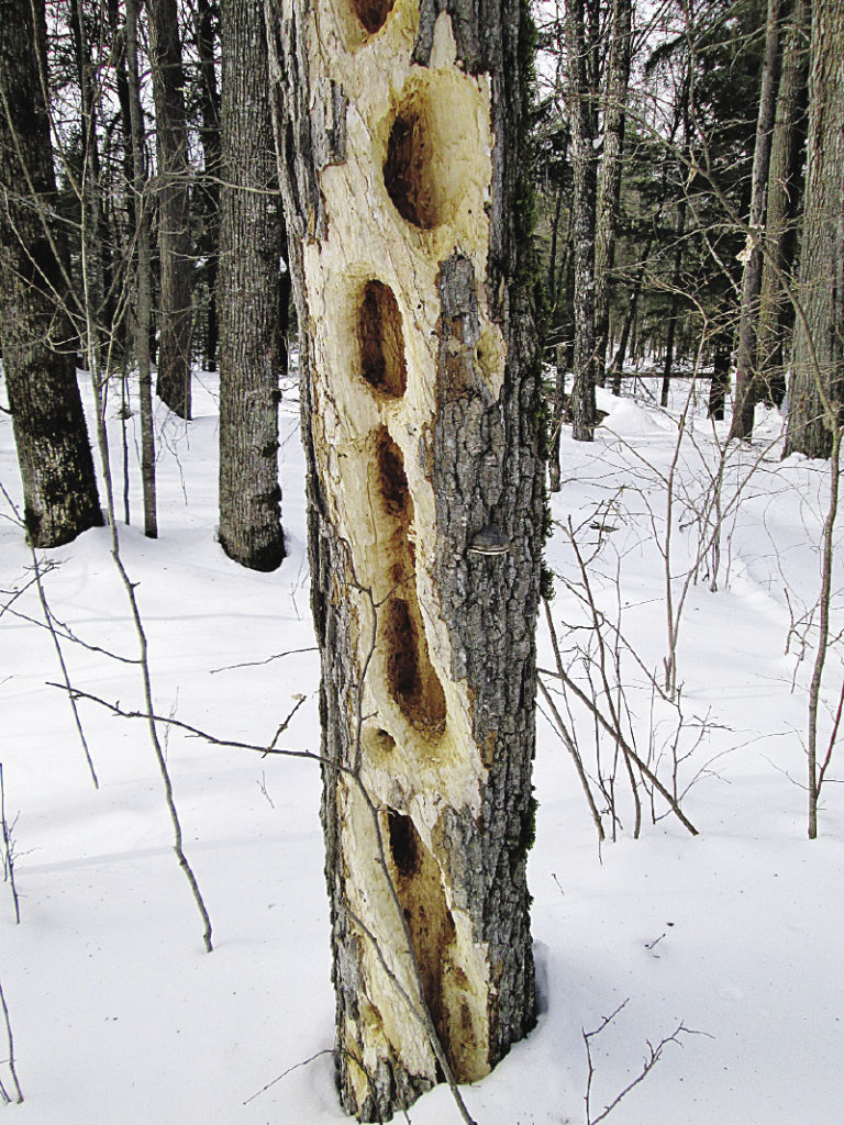 The Pileated Woodpecker: Northwood homebuilders - Northern Wilds Magazine