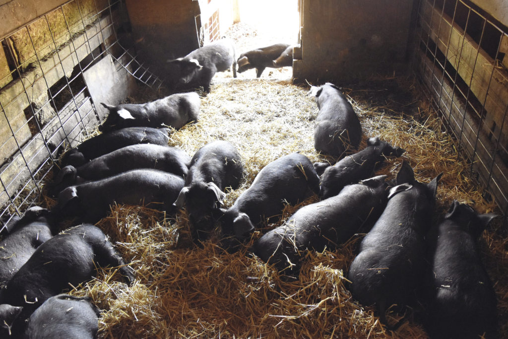 Happy pigs at Yker Acres Farm - Northern Wilds Magazine