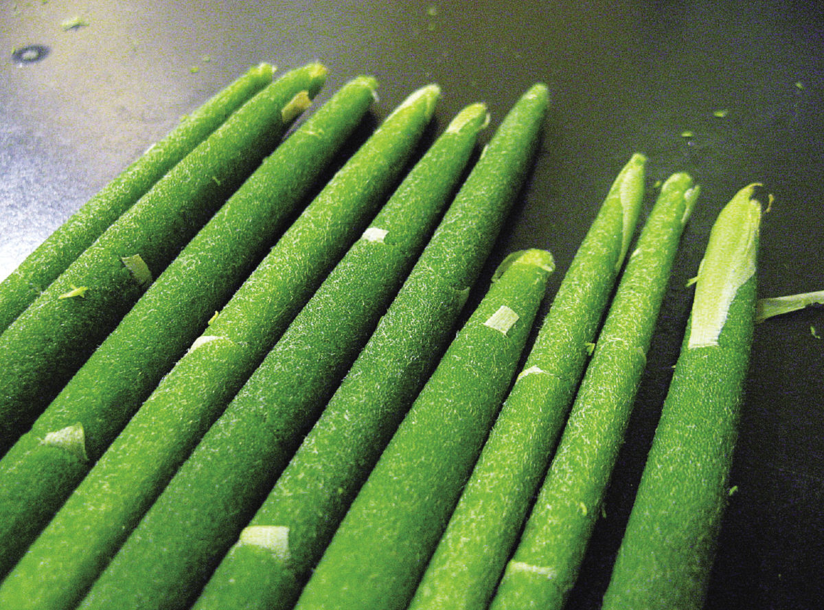 Foraging in the forest: Cattails - Northern Wilds Magazine
