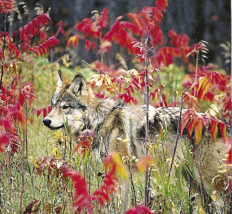 The wolves of Isle Royale and Michipicoten Island - Northern Wilds Magazine