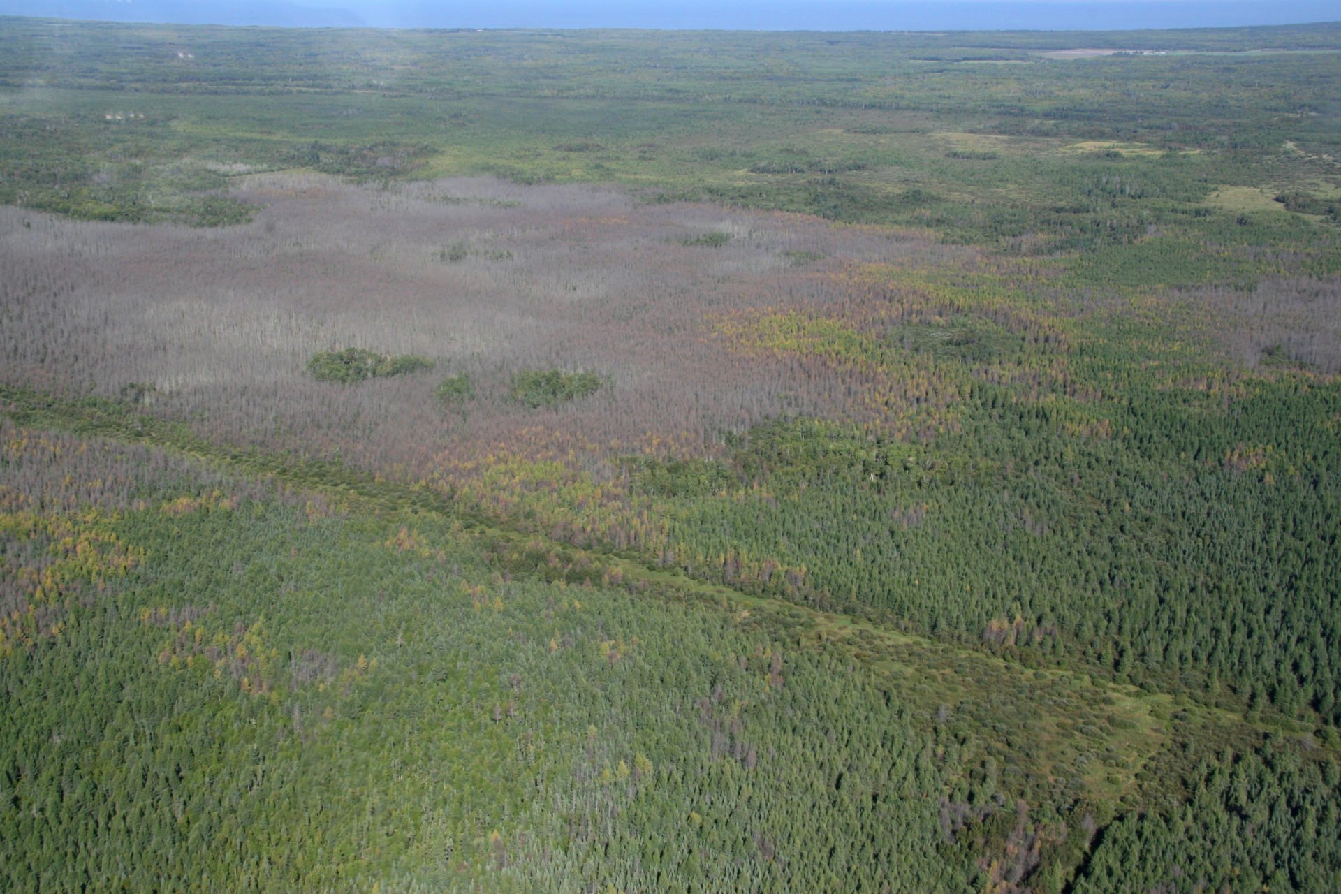 Native beetle devastating Minnesota tamaracks - Northern Wilds Magazine