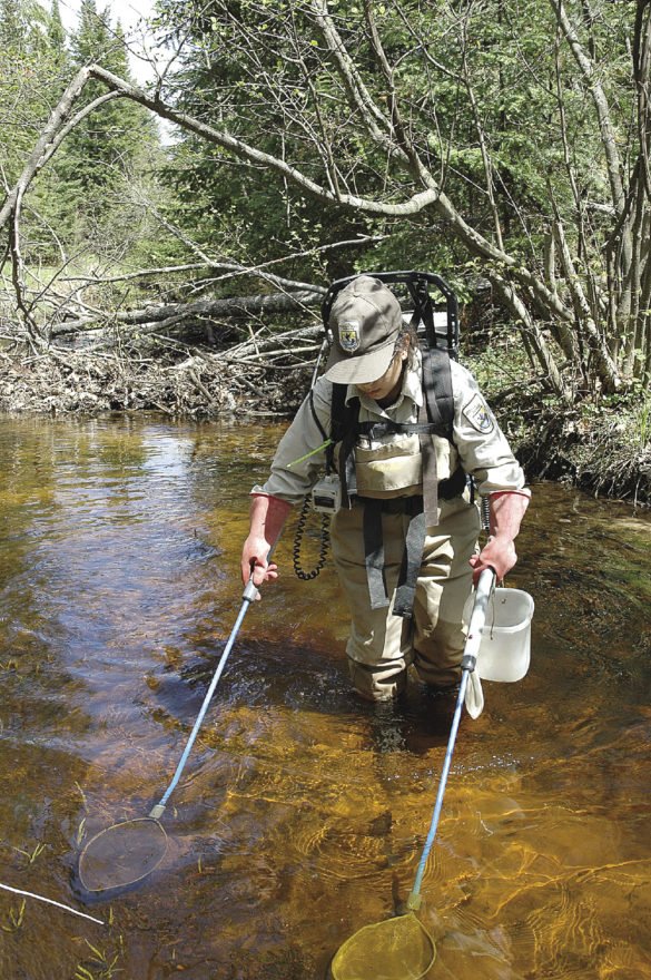 Sea lamprey remain the scourge of Lake Superior - Northern Wilds Magazine