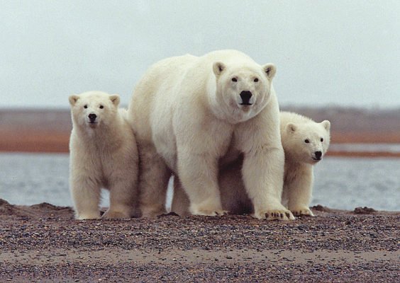 Polar Bears don’t have white fur - Northern Wilds Magazine