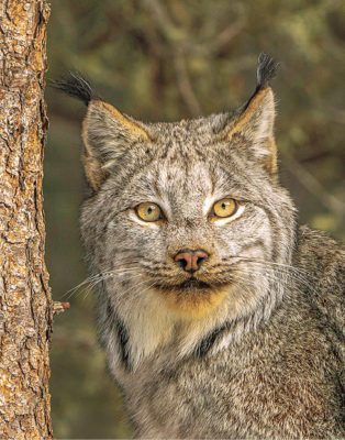 Professional Photographer David R. Johnson - Northern Wilds Magazine