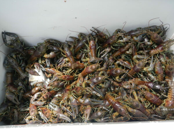 Rusty Crayfish on local menus - Northern Wilds Magazine