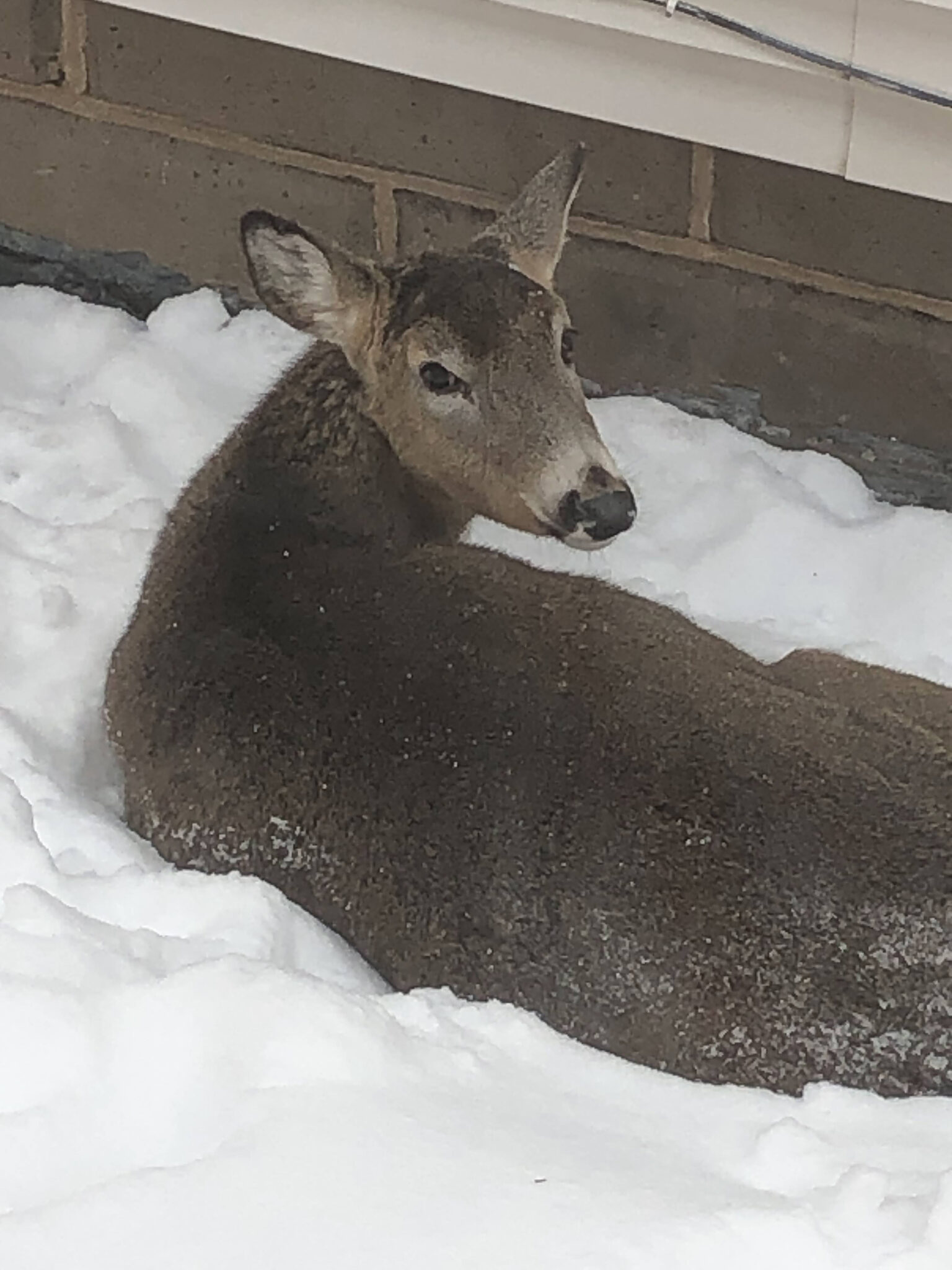 Let Deer Forage, Let Birds Feast: A Winter Wildlife Guide - Northern ...