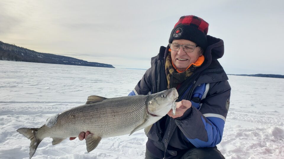 Lake Whitefish and Lake Herring - Northern Wilds Magazine