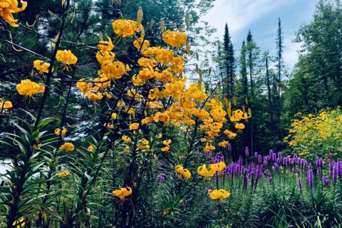 Culture, prophecy bind Ojibwe people and wolves - Northern Wilds Magazine