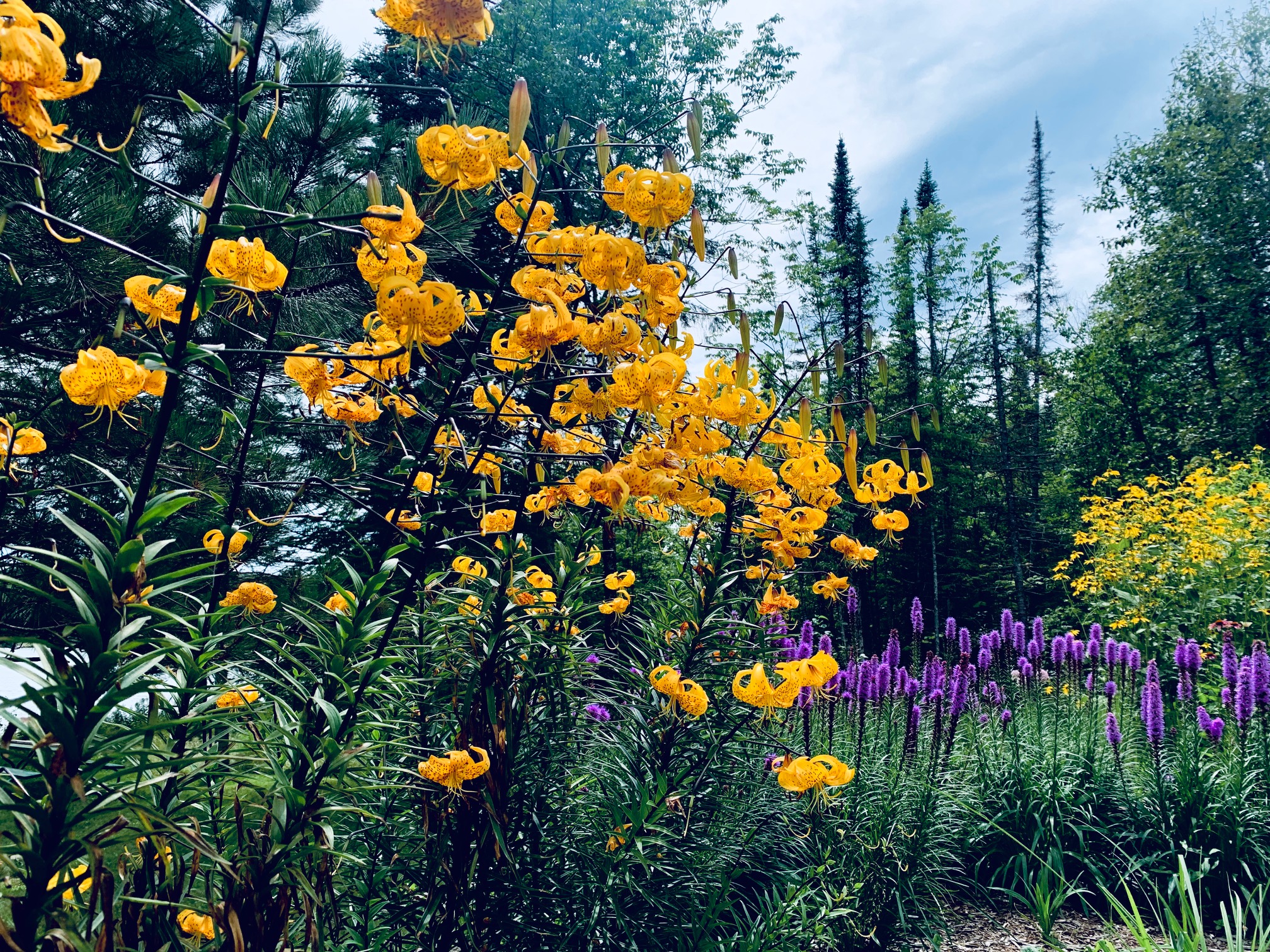 Taproot Landscaping: Cultivating Cook County’s Natural Beauty ...