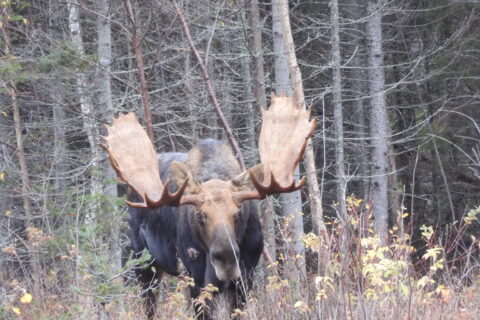 Calling and Rattling for Bucks - Northern Wilds Magazine