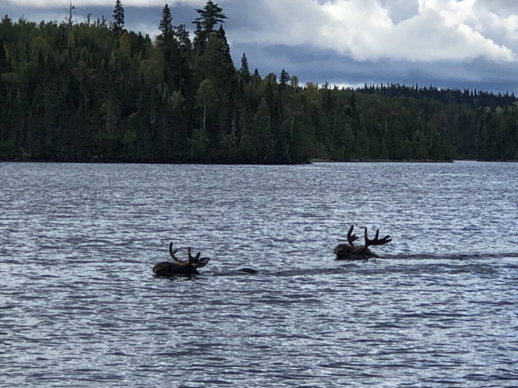 Memorable and Odd Moose Interactions - Northern Wilds Magazine
