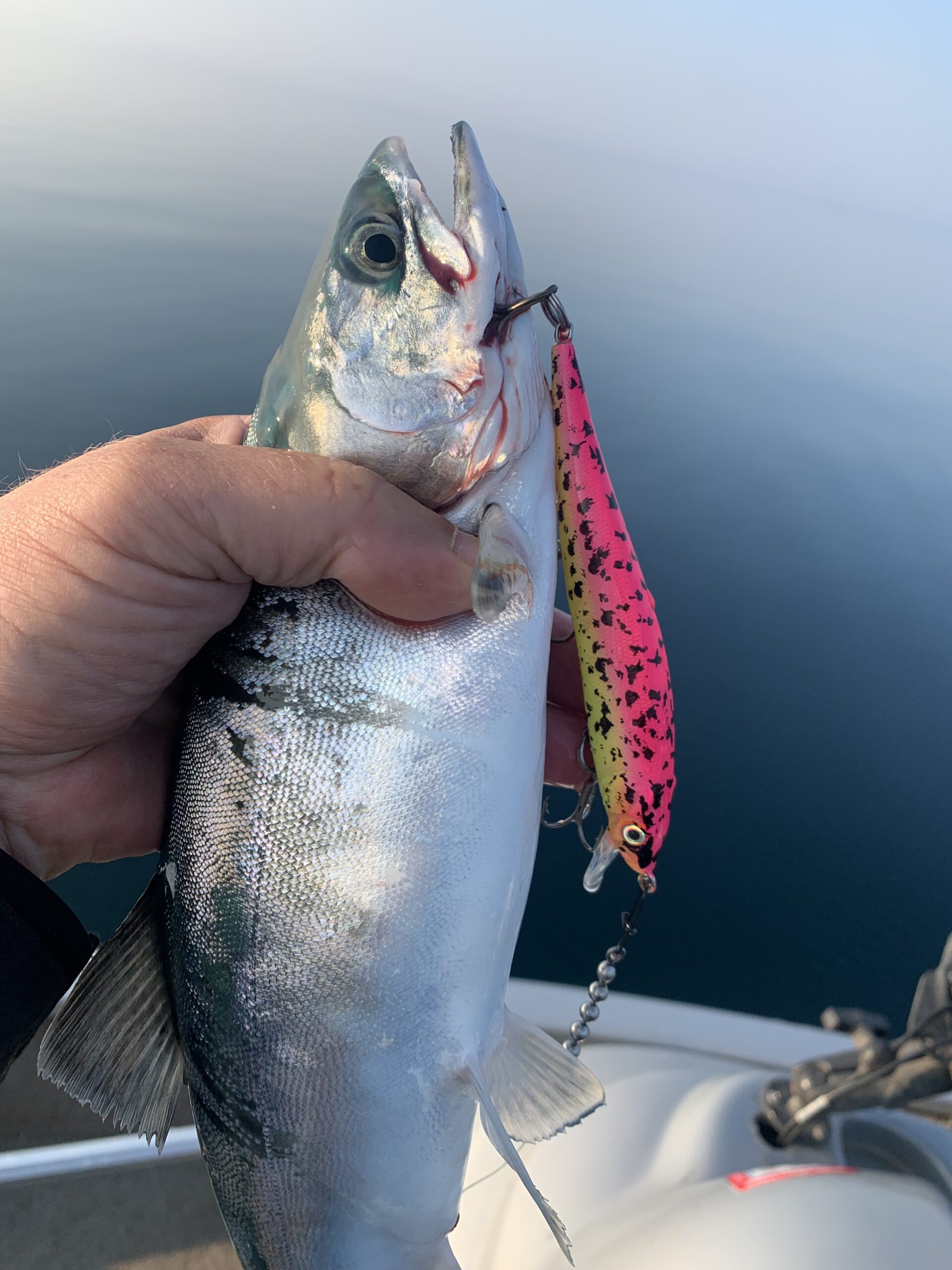Pink Salmon: An Improbable Tale in Lake Superior - Northern Wilds Magazine