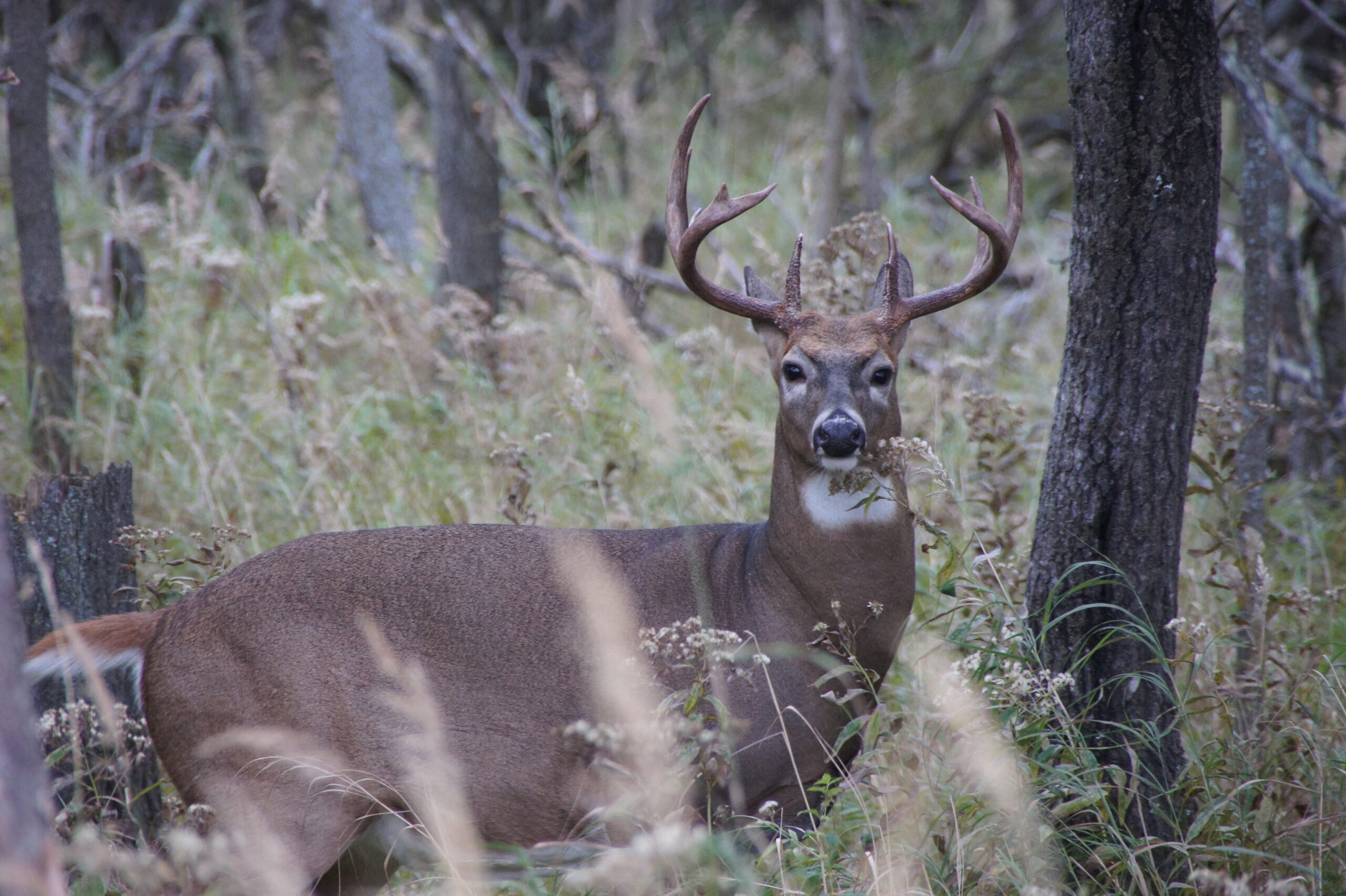 Deer Hunting: When to Rattle, Call, & Stay Quiet - Northern Wilds Magazine