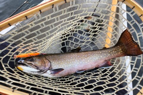 Lake Whitefish and Lake Herring - Northern Wilds Magazine
